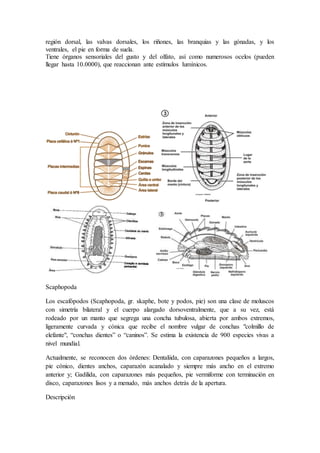 Moluscos segunda parte | DOCX