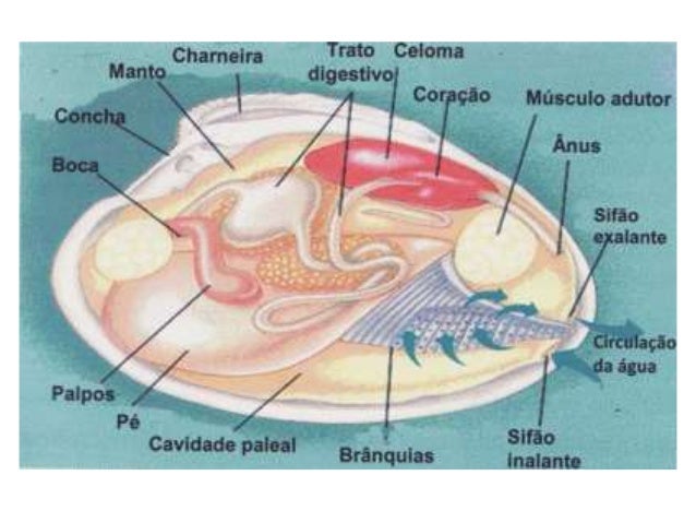 Moluscos - Biologia