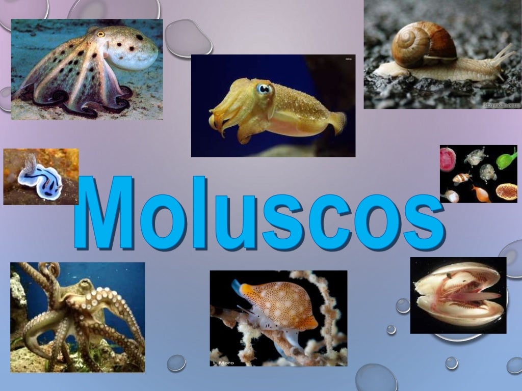 Moluscos 1