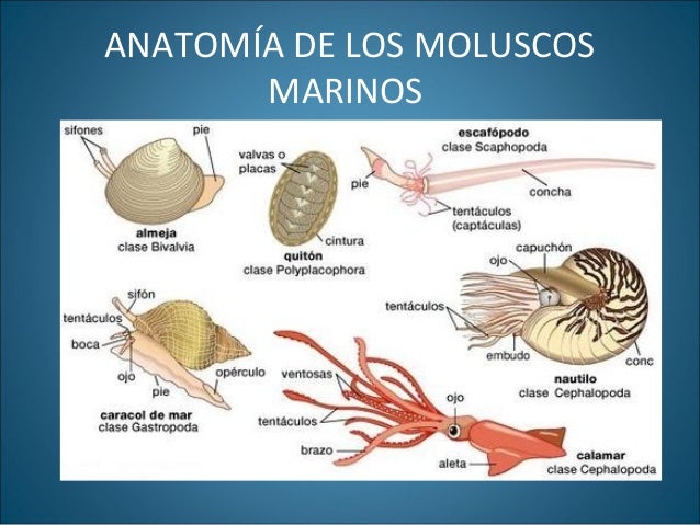 Moluscos del mar peruano