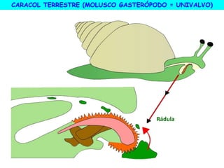 moluscosyequinodermos-240506094420-8eef418e.pdf