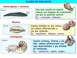 moluscosyequinodermos-240506094420-8eef418e.pdf