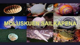 MOLUSKUAK 1D | PPTX