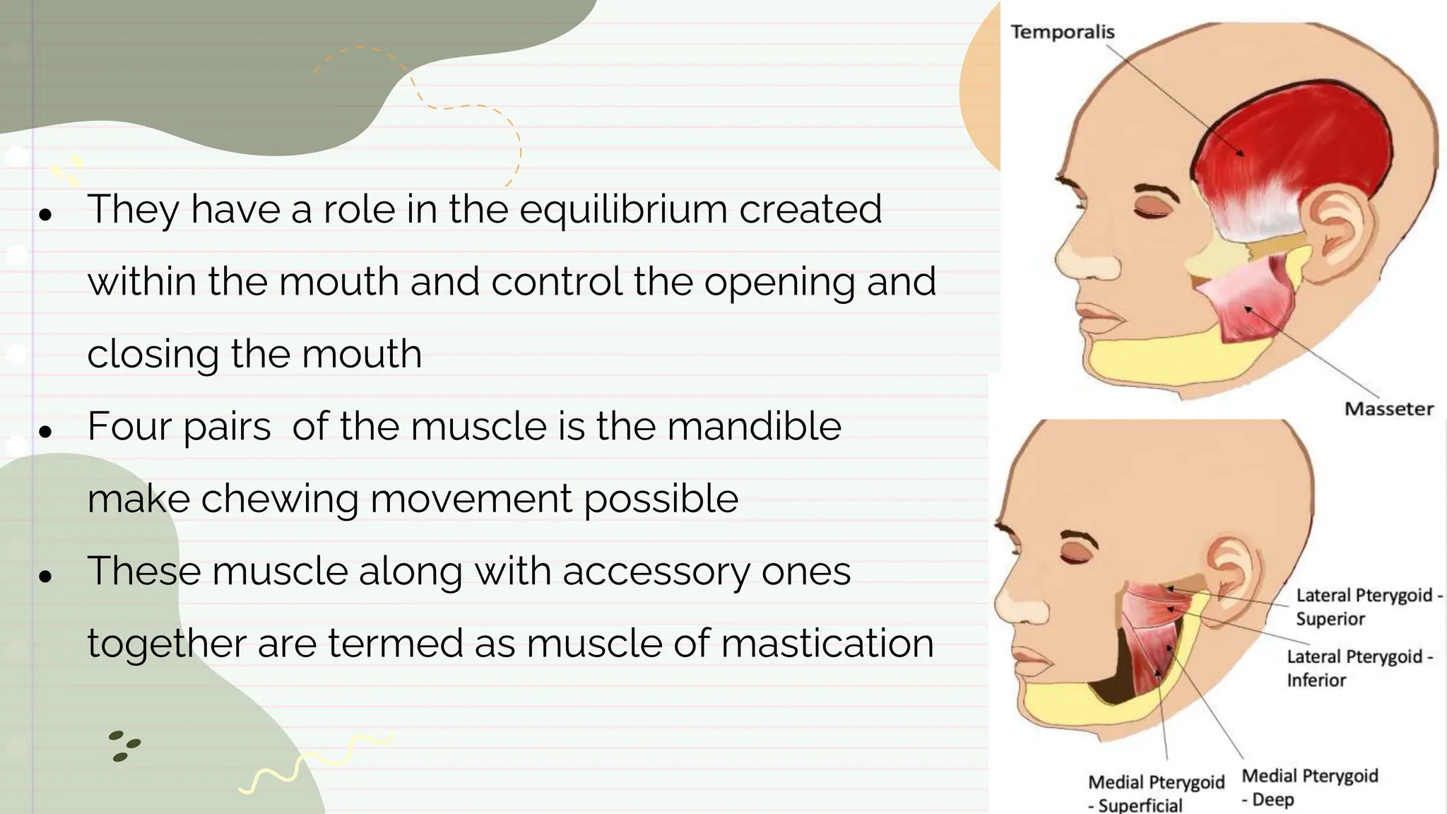MUSCLES OF MASTICATION AND TEMPOROMANDIBULAR JOINT.pptx