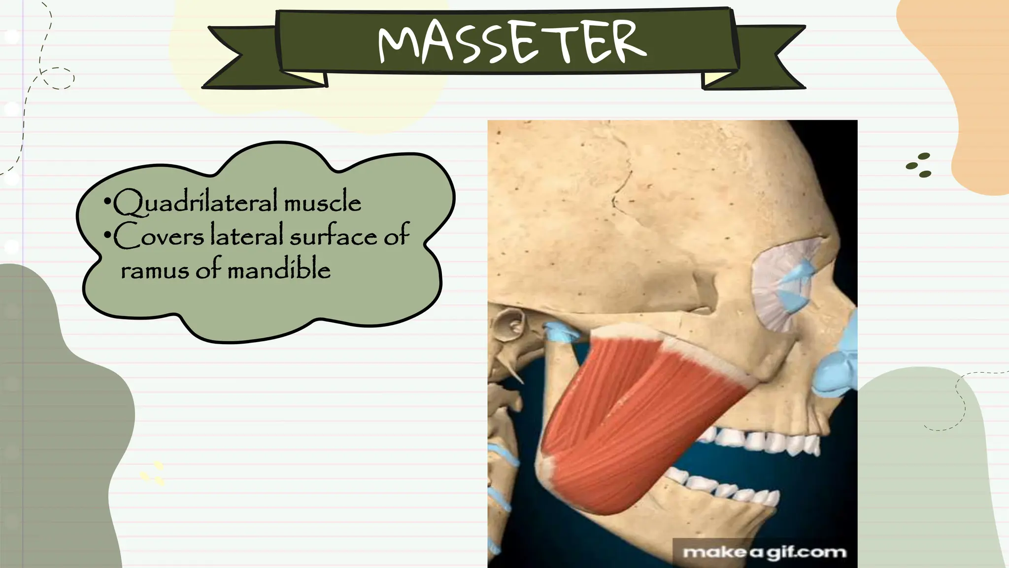 MUSCLES OF MASTICATION AND TEMPOROMANDIBULAR JOINT.pptx