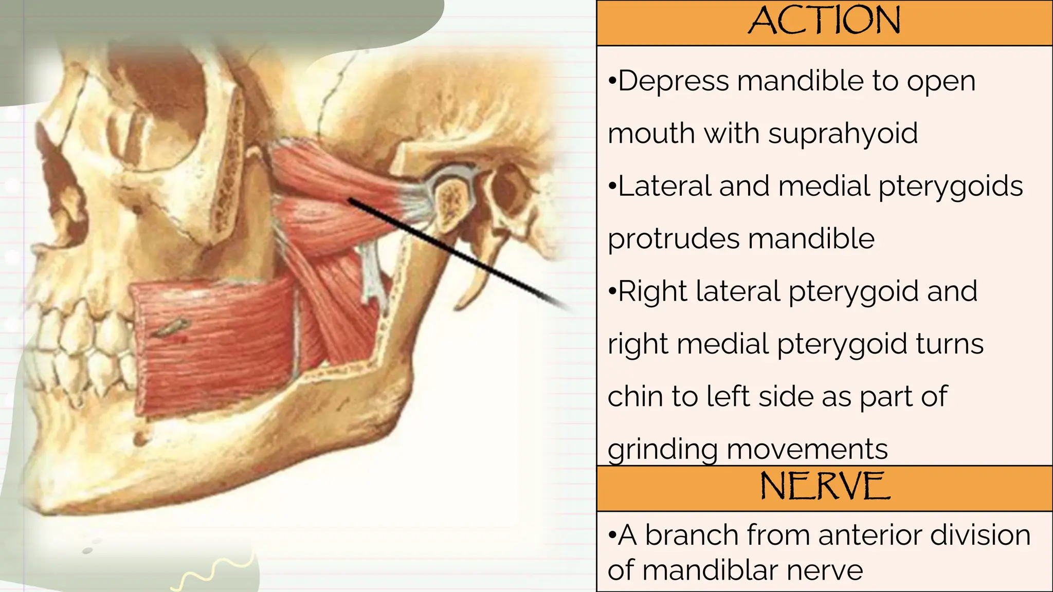 MUSCLES OF MASTICATION AND TEMPOROMANDIBULAR JOINT.pptx