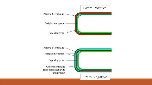 Gram positive and Gram negetive Bacteria | PPTX