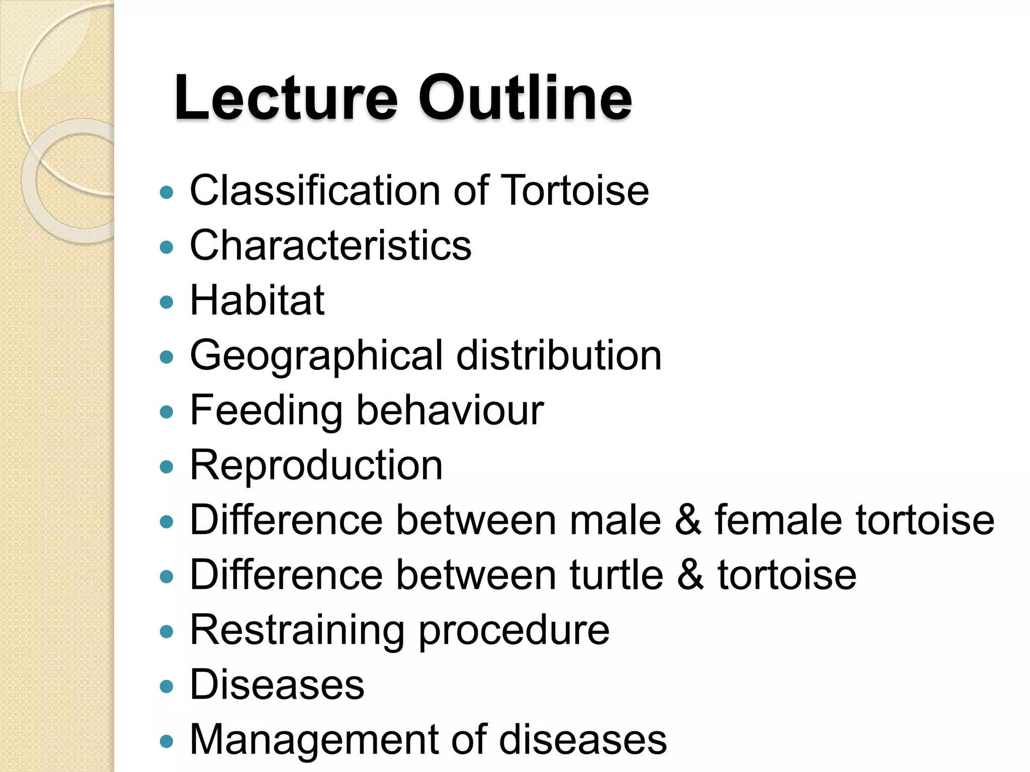 Presentation on Tortoise | PPTX