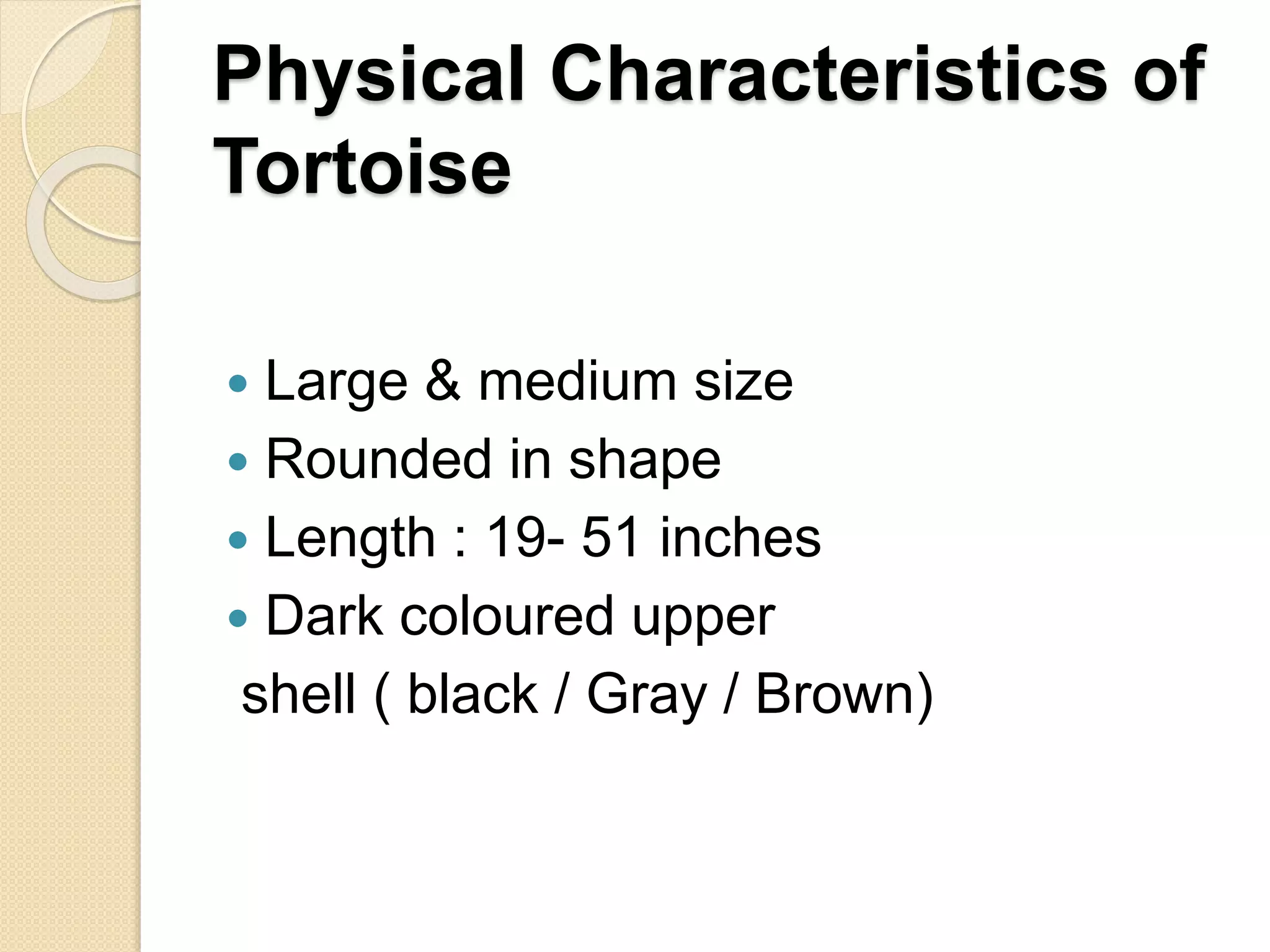 Presentation on Tortoise | PPTX
