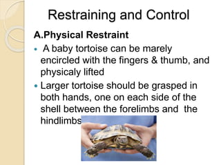 Presentation on Tortoise | PPTX