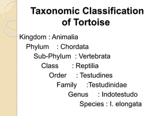 Presentation on Tortoise | PPTX