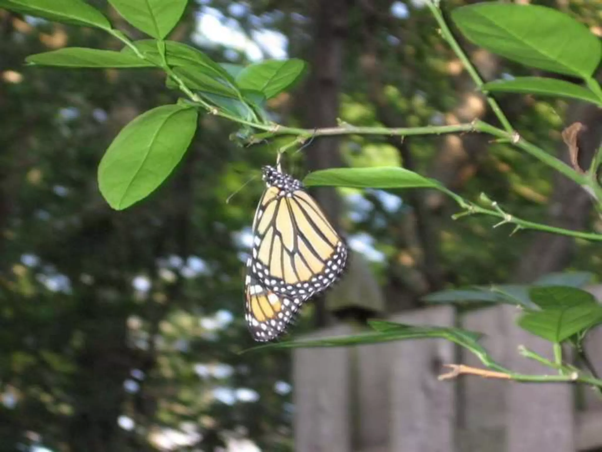 Monarch butterflies & caterpillars album | PPTX