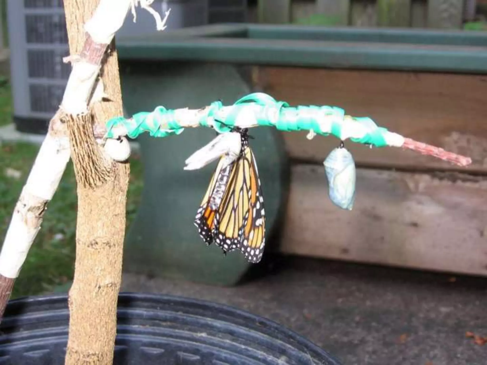 Monarch butterflies & caterpillars album | PPTX