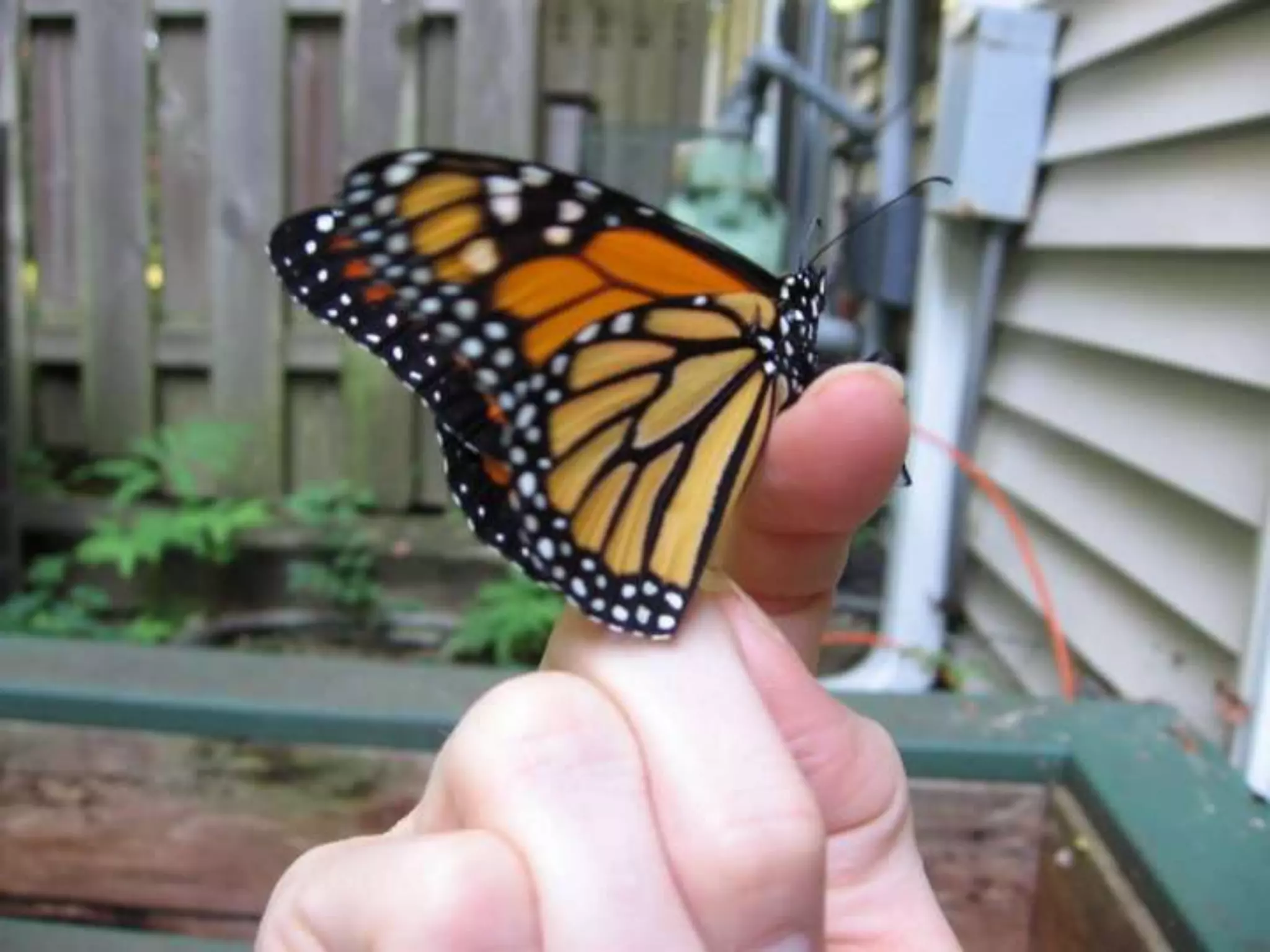 Monarch butterflies & caterpillars album | PPTX