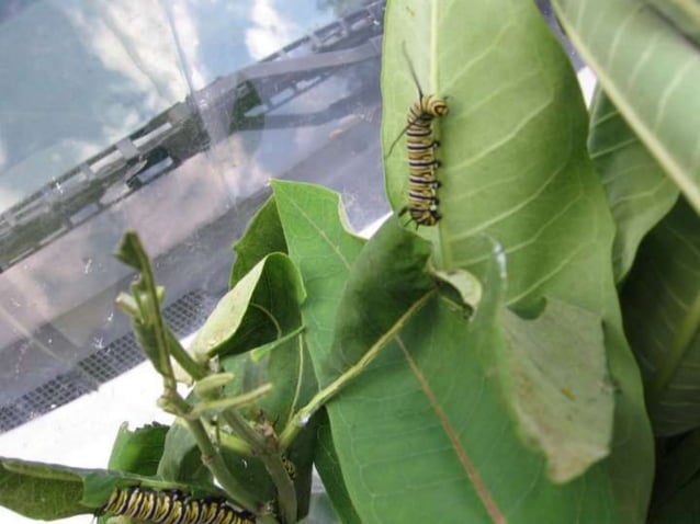 Monarch butterflies & caterpillars album | PPTX