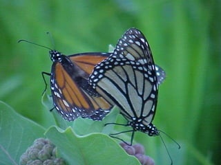 Monarch biology powerpoint presentation | PPT