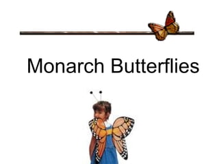 Monarch Butterflies | PPT