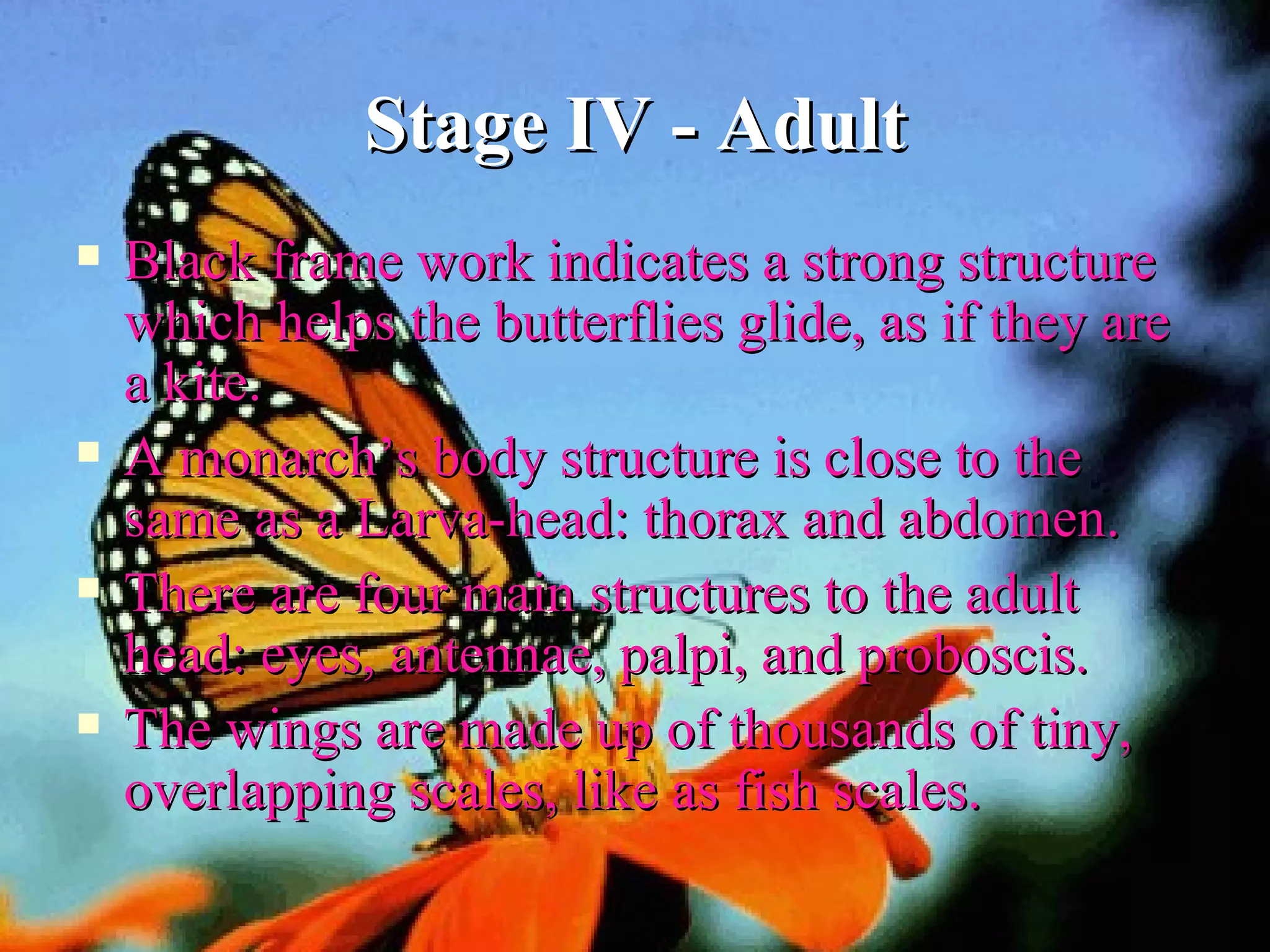 Monarch Butterflies | PPT