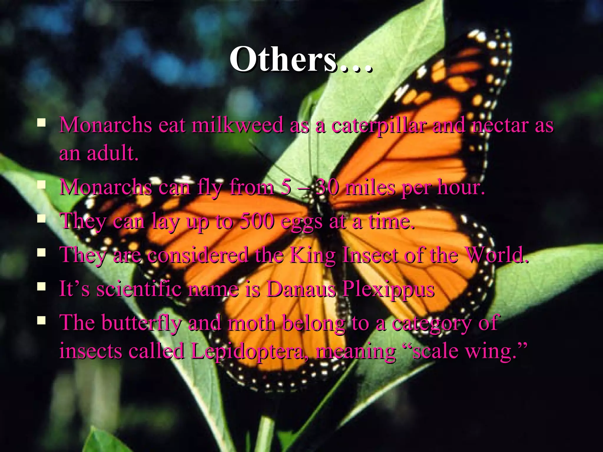 Monarch Butterflies | PPT