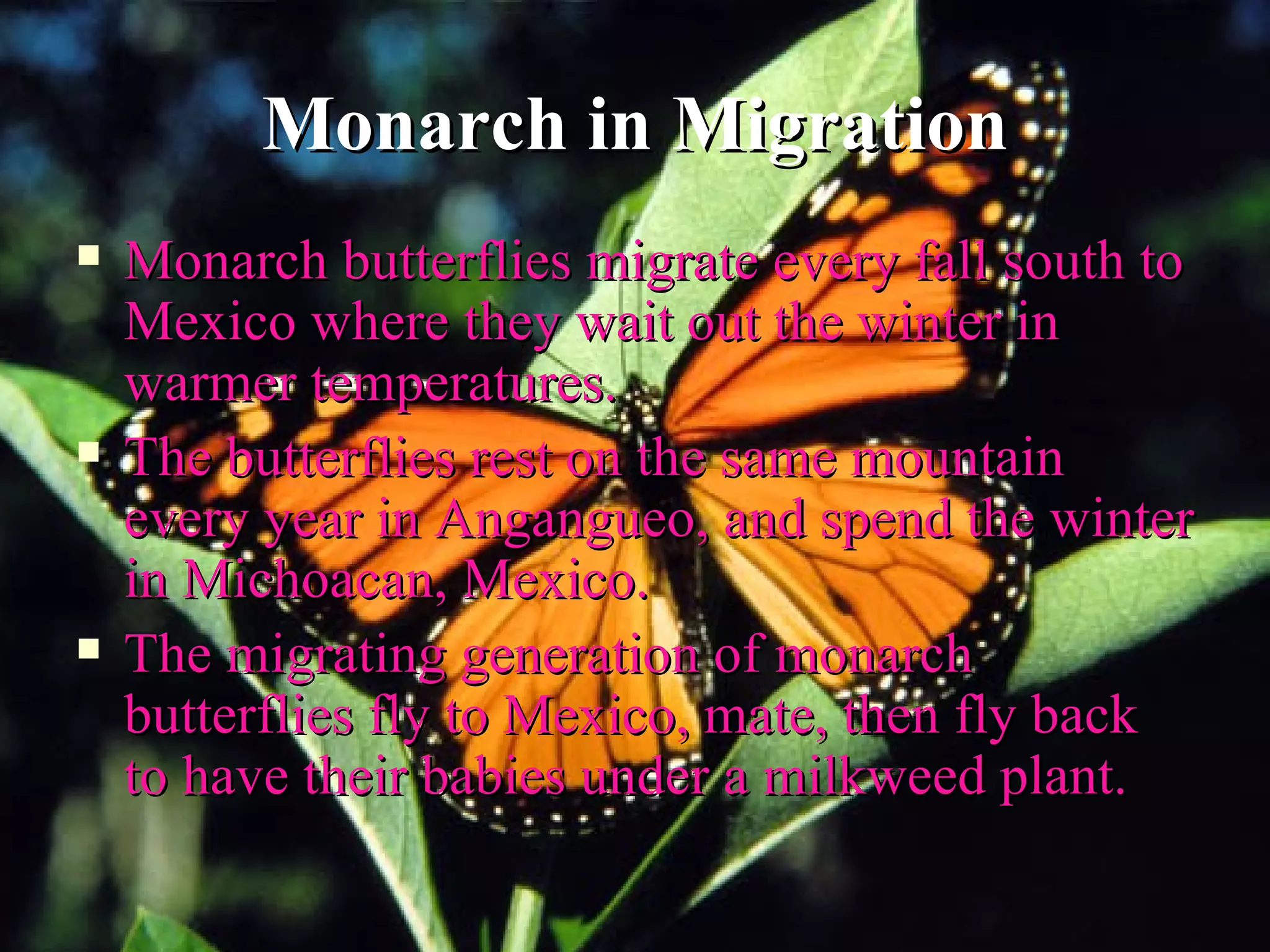 Monarch Butterflies | PPT