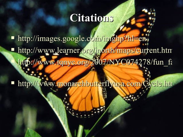 Monarch Butterflies | PPT