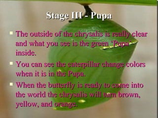 Monarch Butterflies | PPT