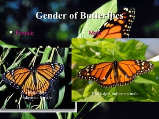 Monarch Butterflies | PPT