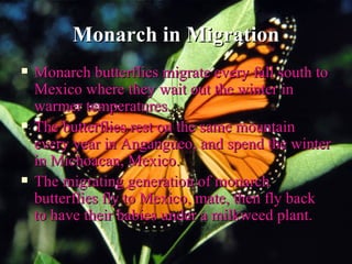 Monarch Butterflies | PPT