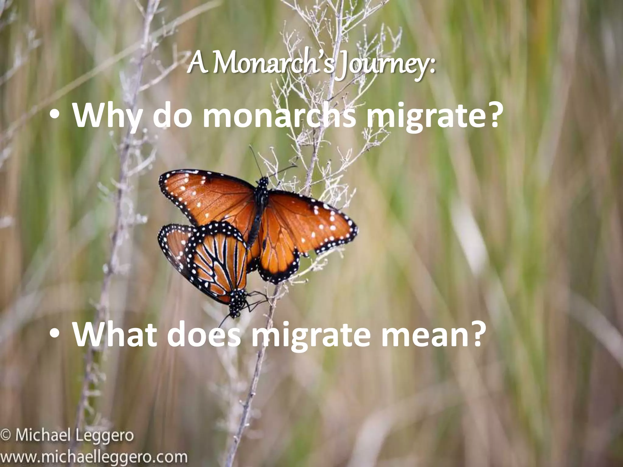 Monarch butterflies | PPTX