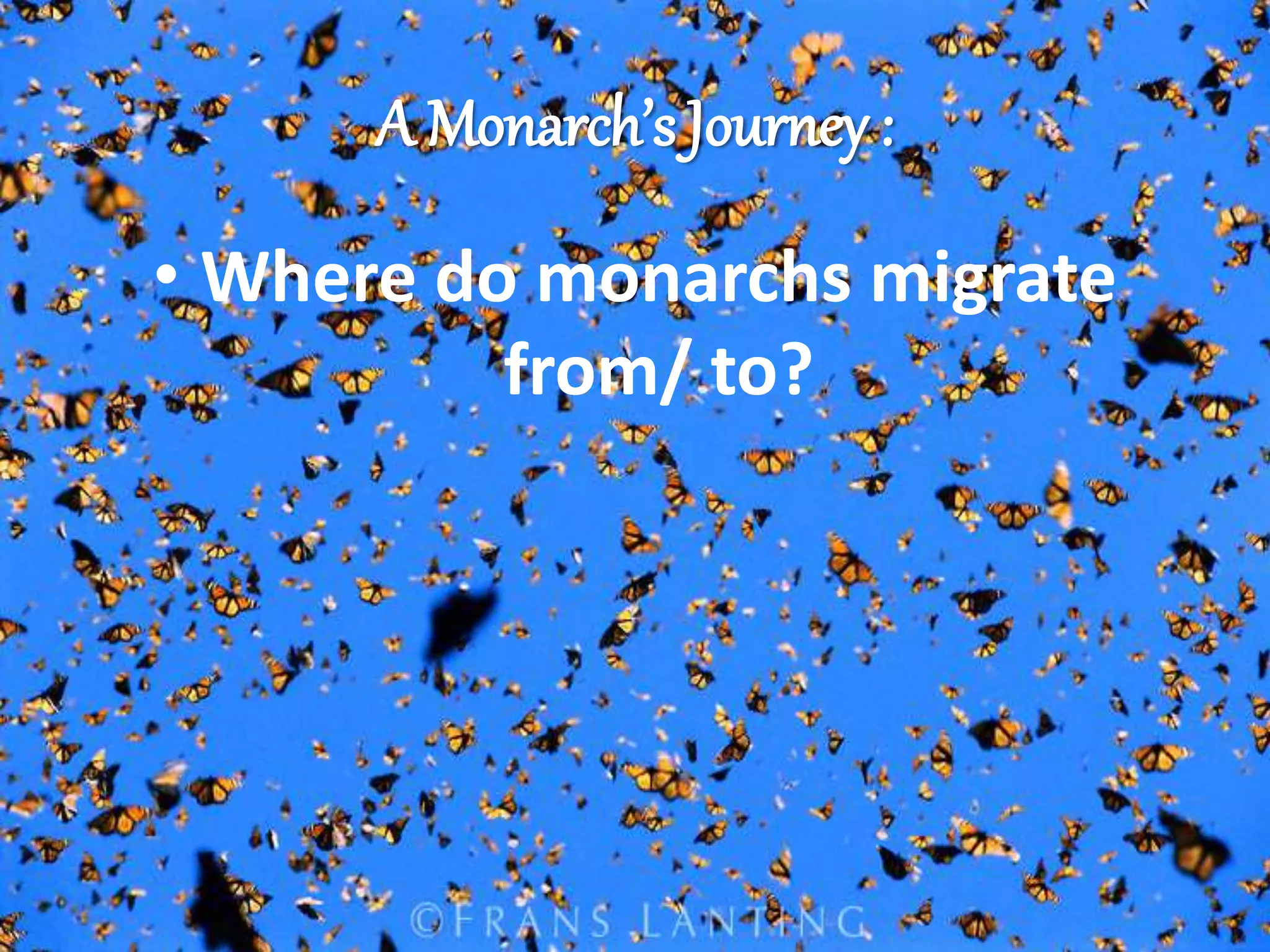 Monarch butterflies | PPTX