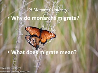 Monarch butterflies | PPTX