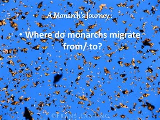 Monarch butterflies | PPTX