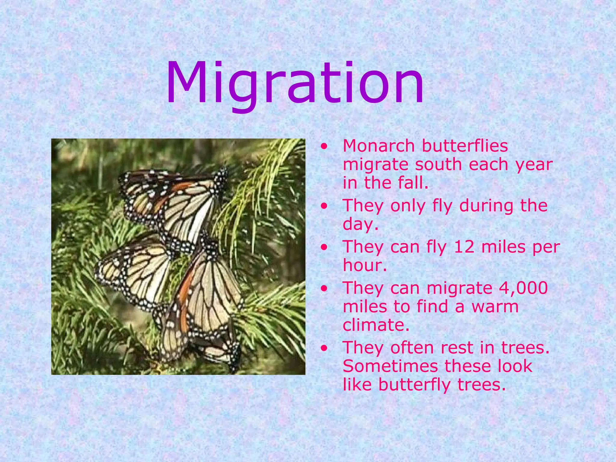 Monarch butterfly | PPT