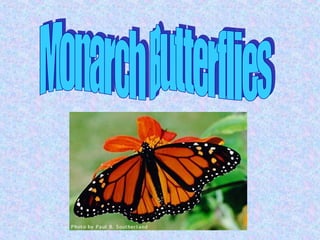 Monarch butterfly | PPT