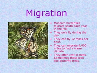 Monarch butterfly | PPT