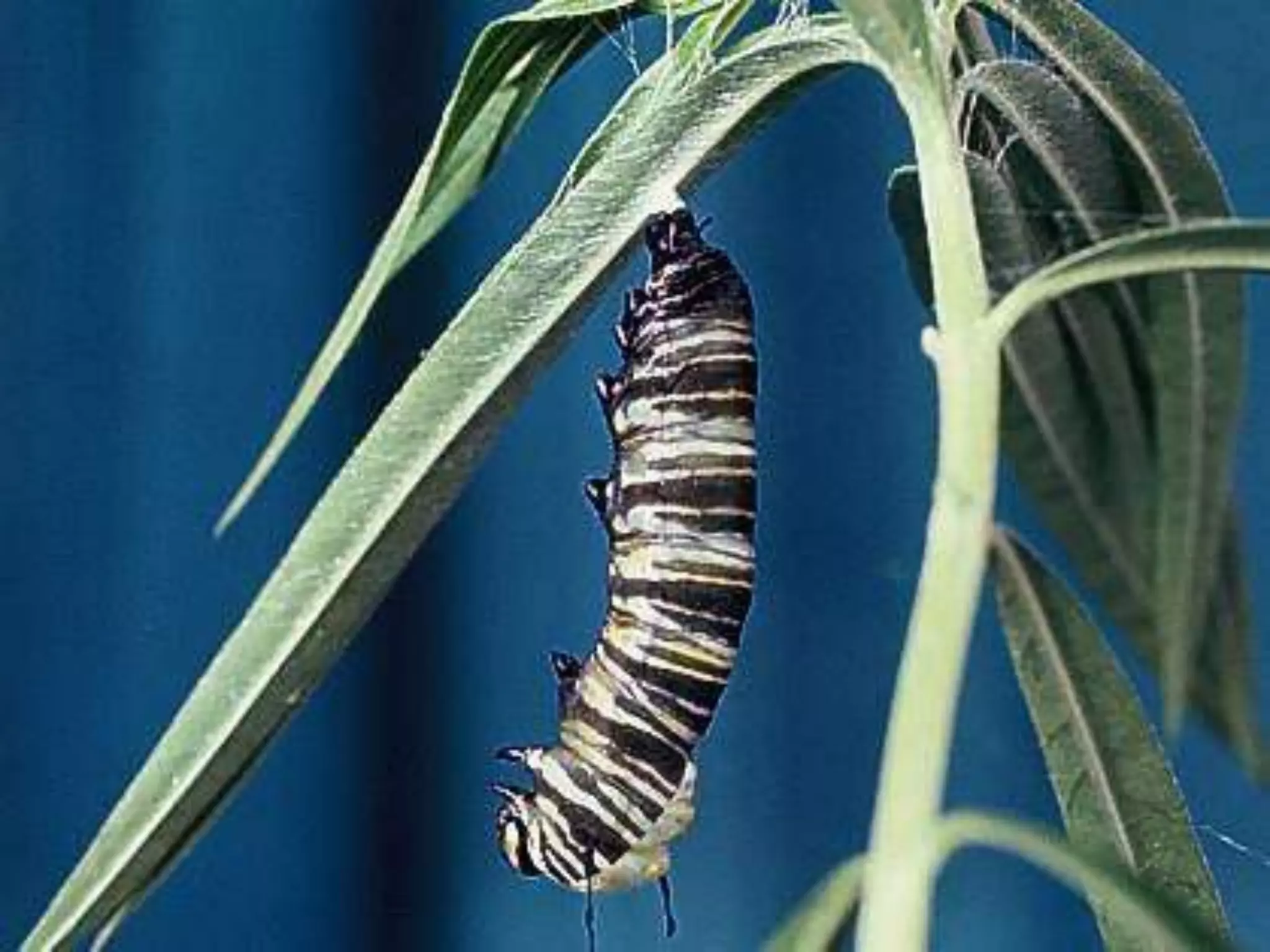 MONARCH BUTTERFLY( DANAUS PLEXIPPUS) | PPTX