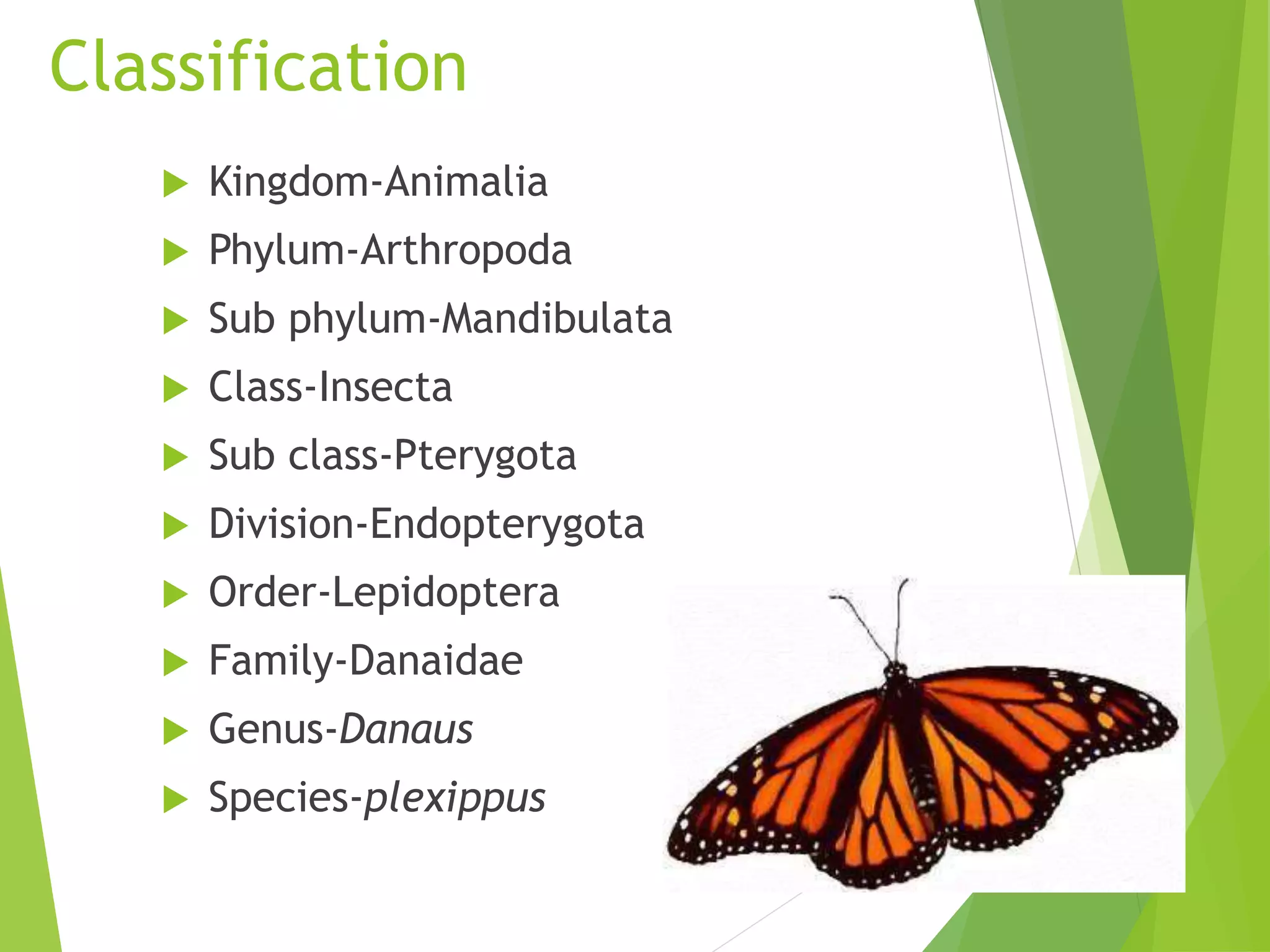 MONARCH BUTTERFLY( DANAUS PLEXIPPUS) | PPTX