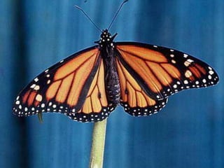 MONARCH BUTTERFLY( DANAUS PLEXIPPUS) | PPTX