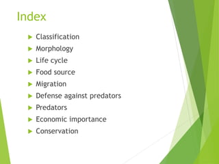 MONARCH BUTTERFLY( DANAUS PLEXIPPUS) | PPT