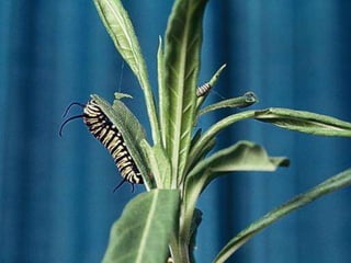 MONARCH BUTTERFLY( DANAUS PLEXIPPUS) | PPTX