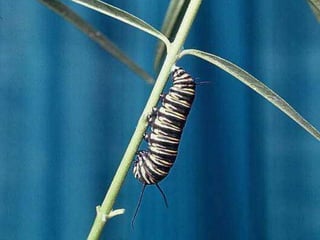 MONARCH BUTTERFLY( DANAUS PLEXIPPUS) | PPTX