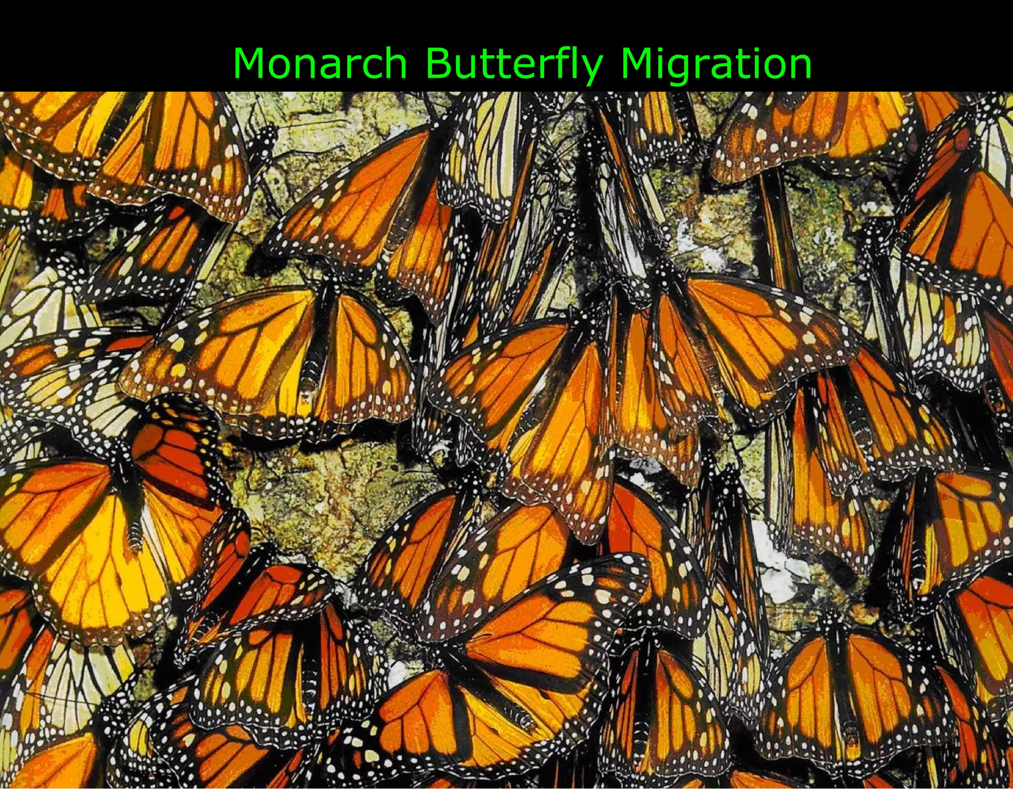 Monarch butterfly migration | PPT