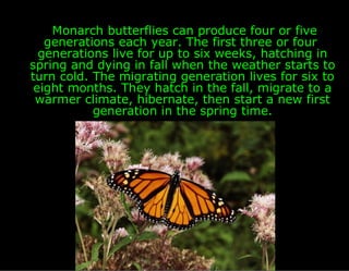 Monarch butterfly migration | PPT
