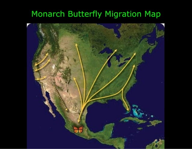 Monarch butterfly migration | PPT