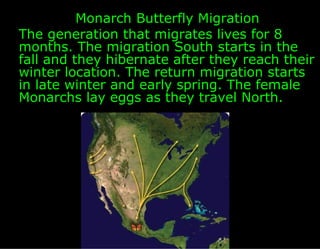 Monarch butterfly migration | PPT