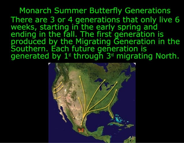 Monarch butterfly migration | PPT