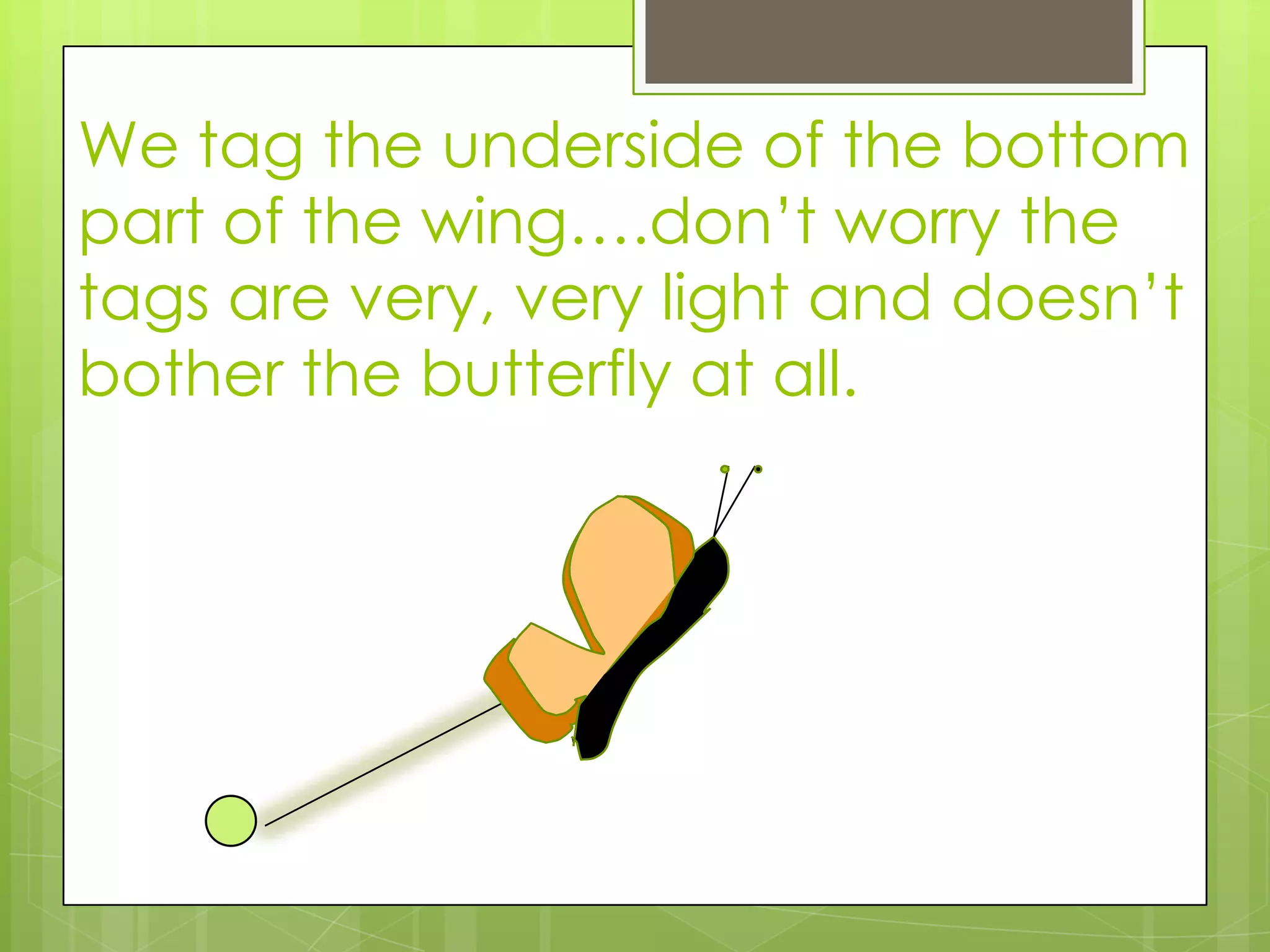 Monarch butterfly tagging | PPTX