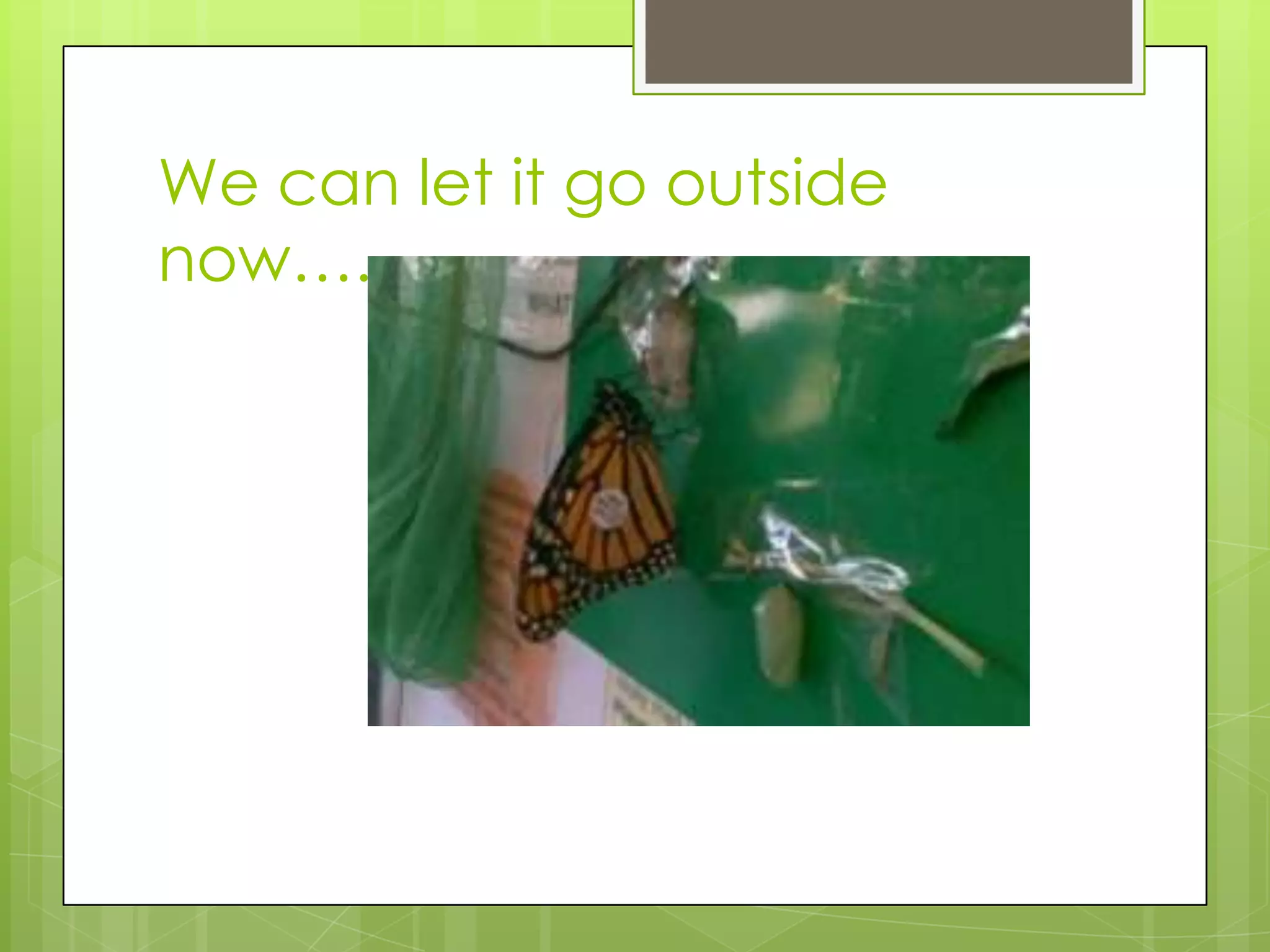 Monarch butterfly tagging | PPTX