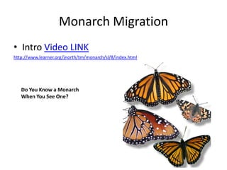 Monarch lesson-Butterfly Garden Project | PPTX