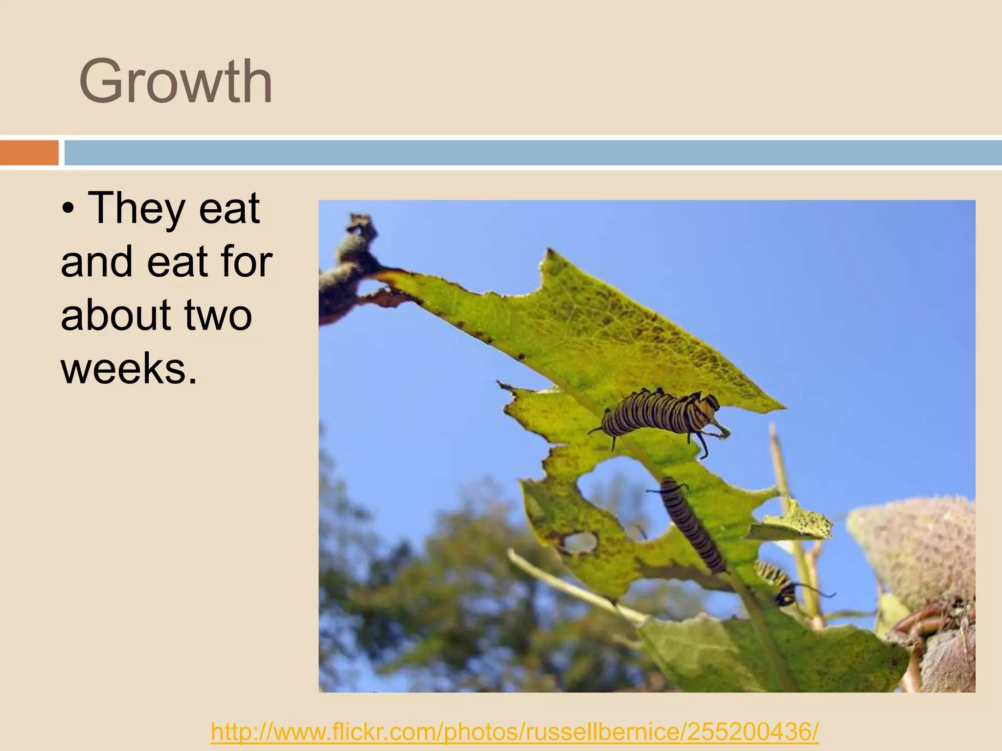 Monarch Butterfly Life Cycle | PPTX